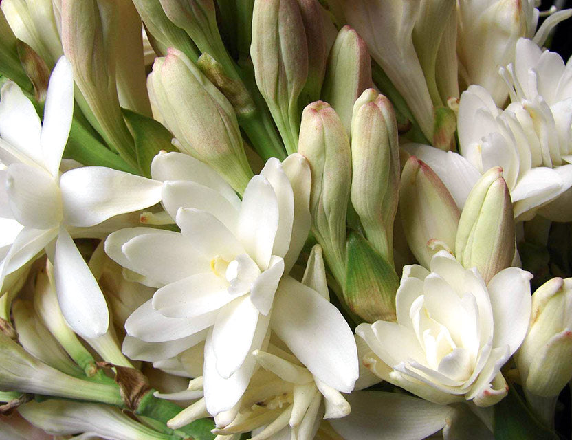 Tuberose Fragrances – Belle Fleur New York - Floral & Fragrance