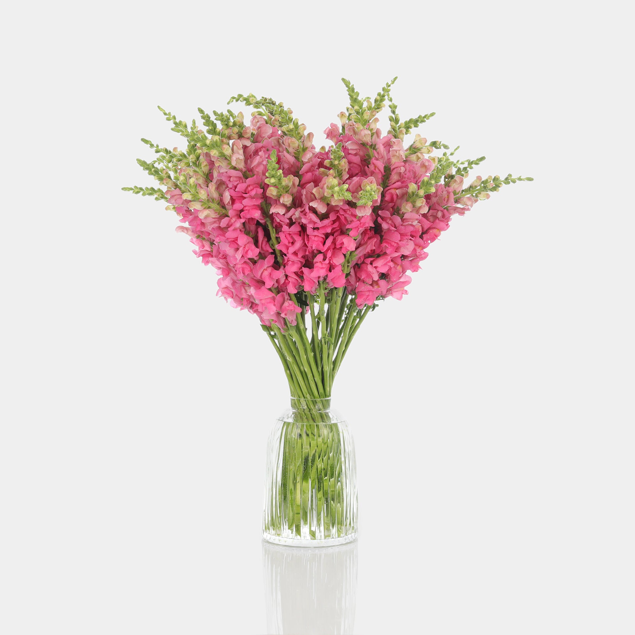 Snapdragons – Belle Fleur New York - Floral & Fragrance